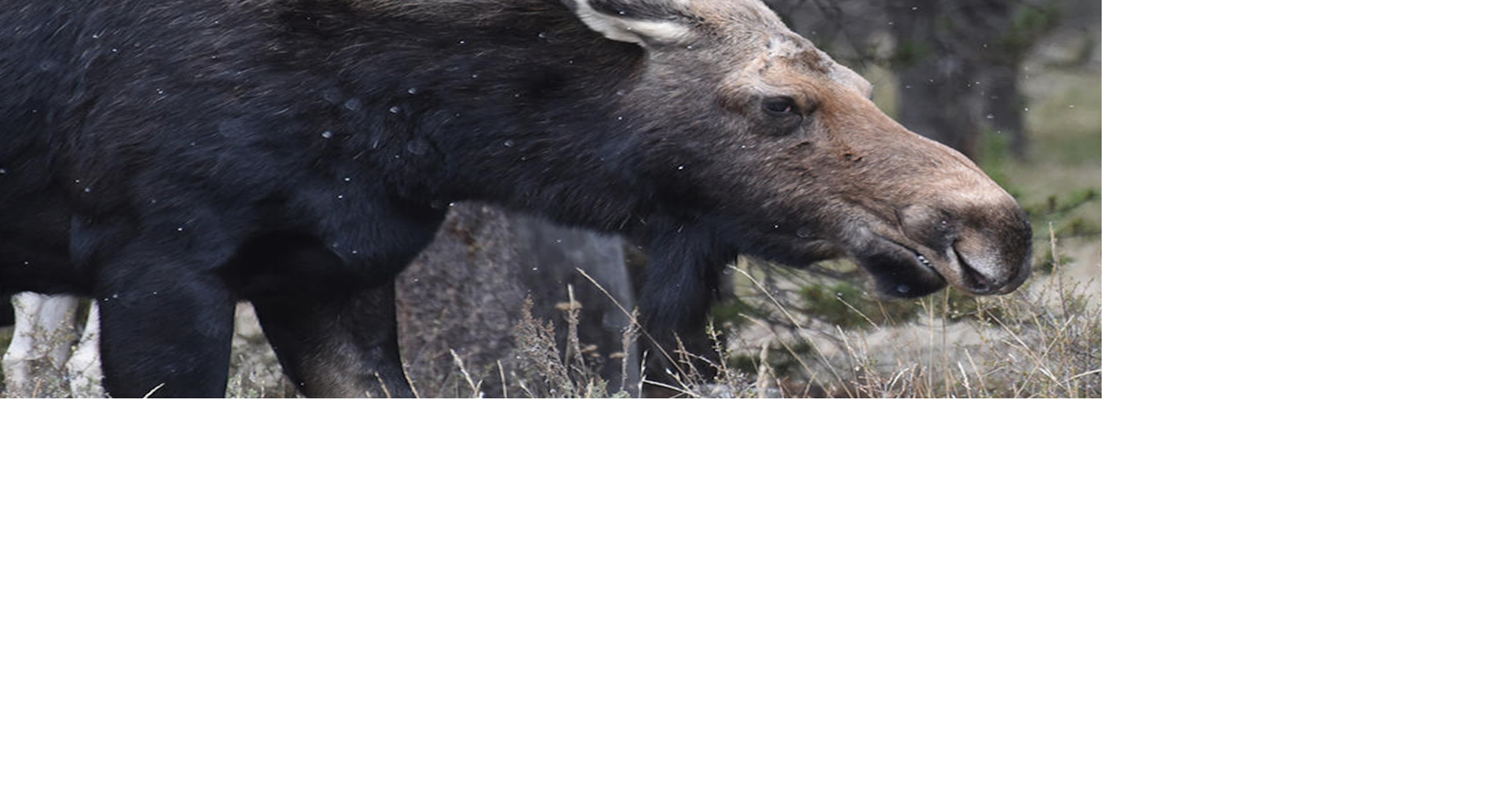 Three moose relocated for safety reasons, another dies after eating ...