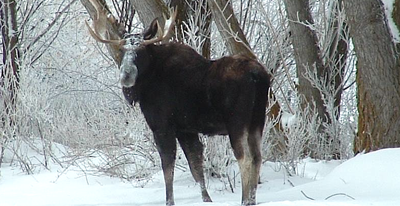 Fish and Game warns public to stay off popular local trail because of ...