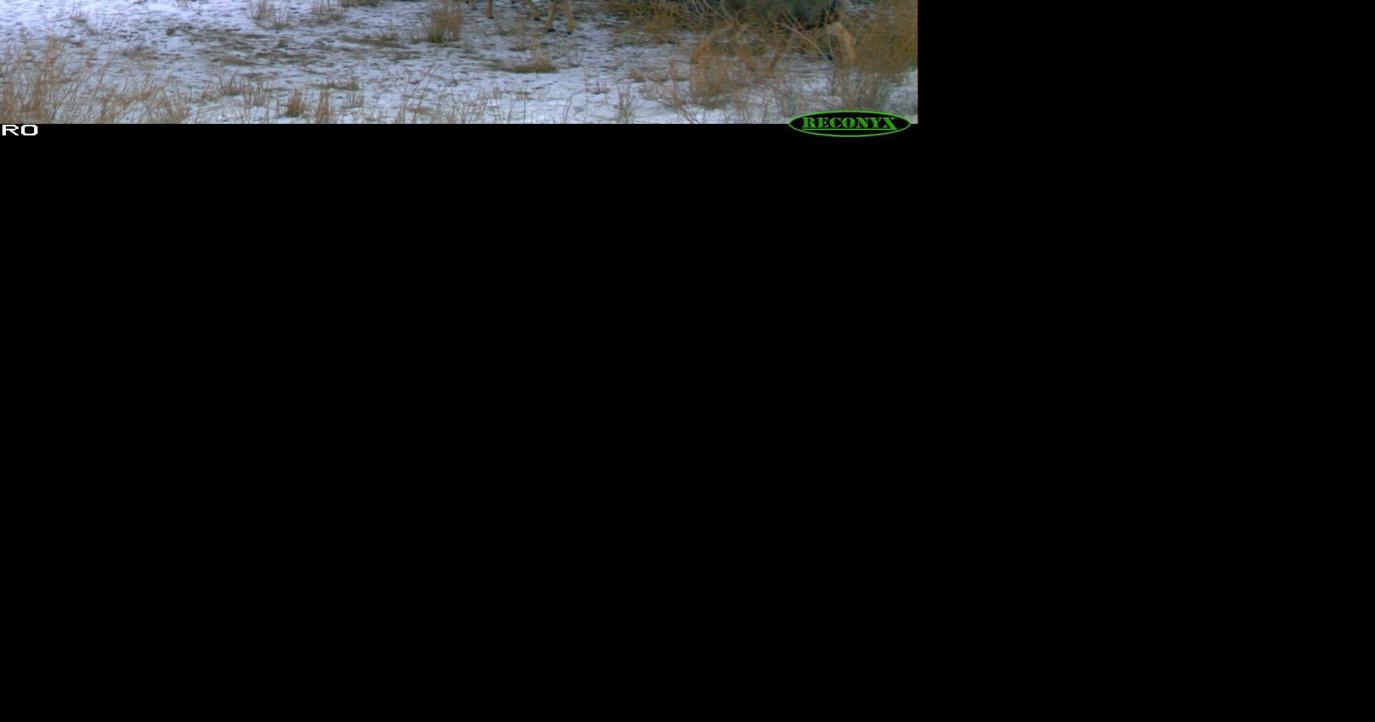 Animal crossing underpass hugely popular with Idaho wildlife | Local ...