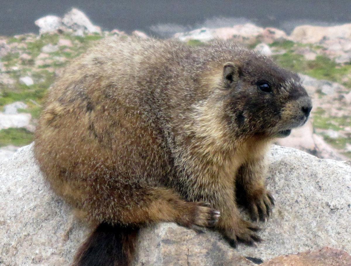 Rock chuck wreaks havoc in Pocatello Parks and Rec building | Xtreme ...