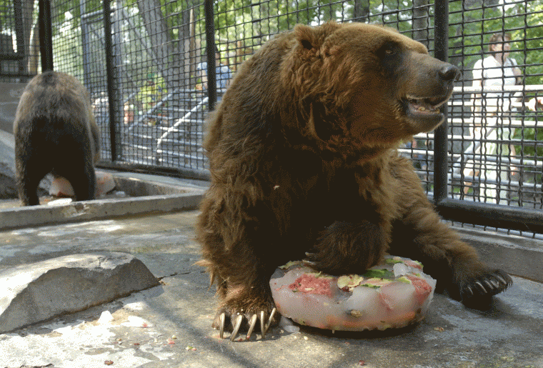 A Bear Birthday Bash to be held at Pocatello Zoo | Local ...