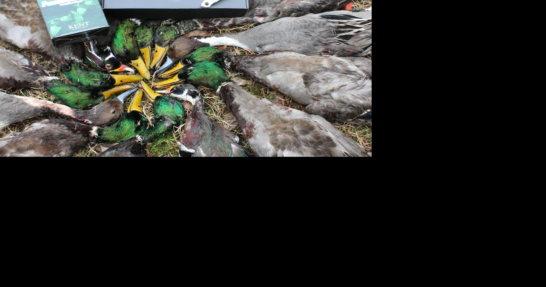 Hunting mallards in flooded timber | | idahostatejournal.com