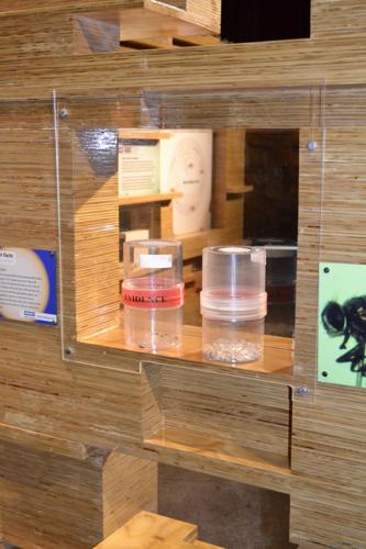 Crime Scene Insects: New exhibit at Museum of Idaho teaches how bugs ...