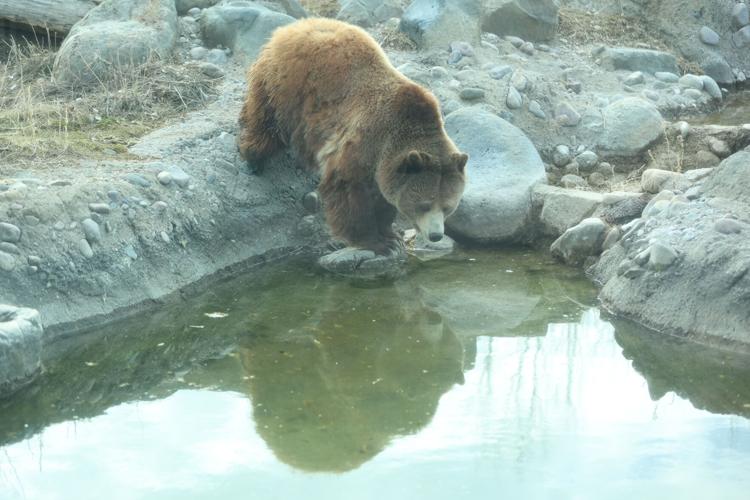Photos of opening day at Zoo Idaho in Pocatello | Freeaccess ...