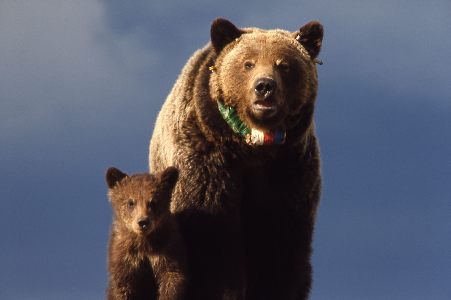 Fish and Game euthanizes grizzly sow and cubs in East Idaho ...