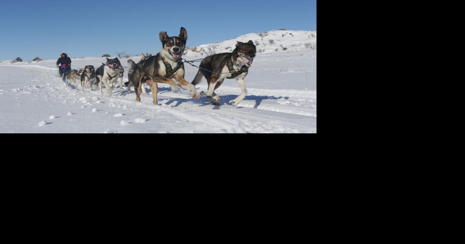 Dogsledding: Silver Sage Mushing preserves an ancient mode of ...