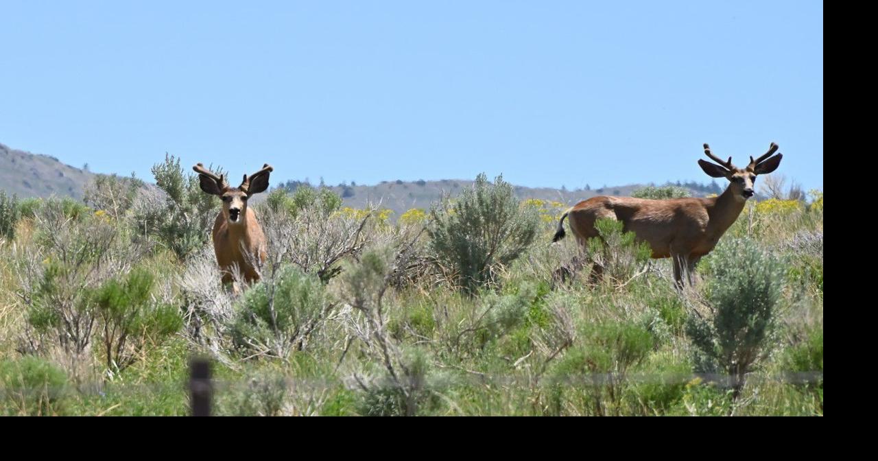 State police report rash of crashes with deer | Local ...
