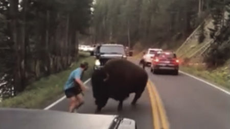 Man who harassed bison sentenced to jail | Local | idahostatejournal.com