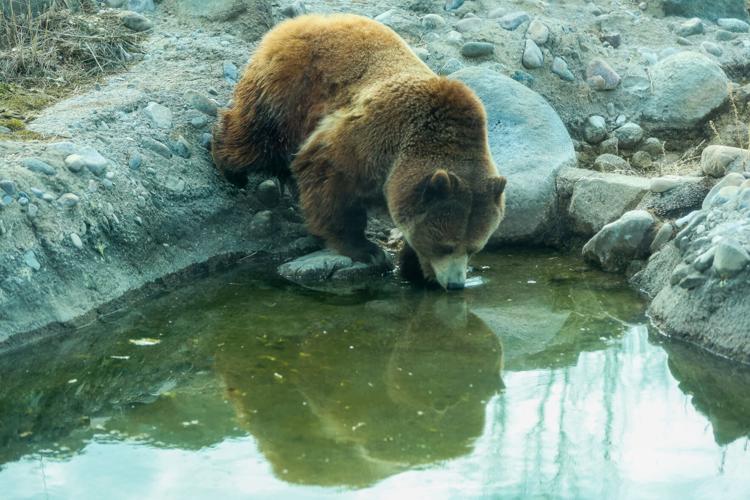 Photos of opening day at Zoo Idaho in Pocatello | Freeaccess ...