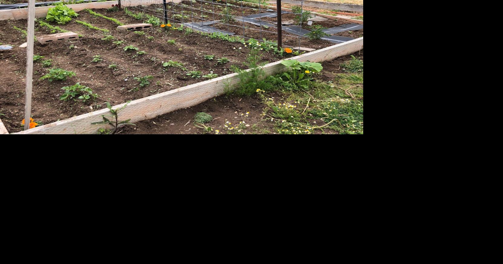 With eastern Idaho vegetable gardens, tomatoes are king | Local ...