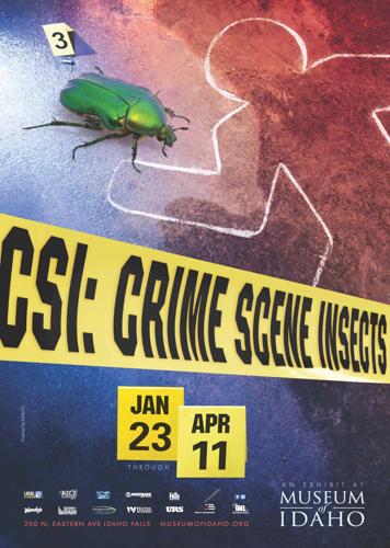 Crime Scene Insects: New exhibit at Museum of Idaho teaches how bugs ...