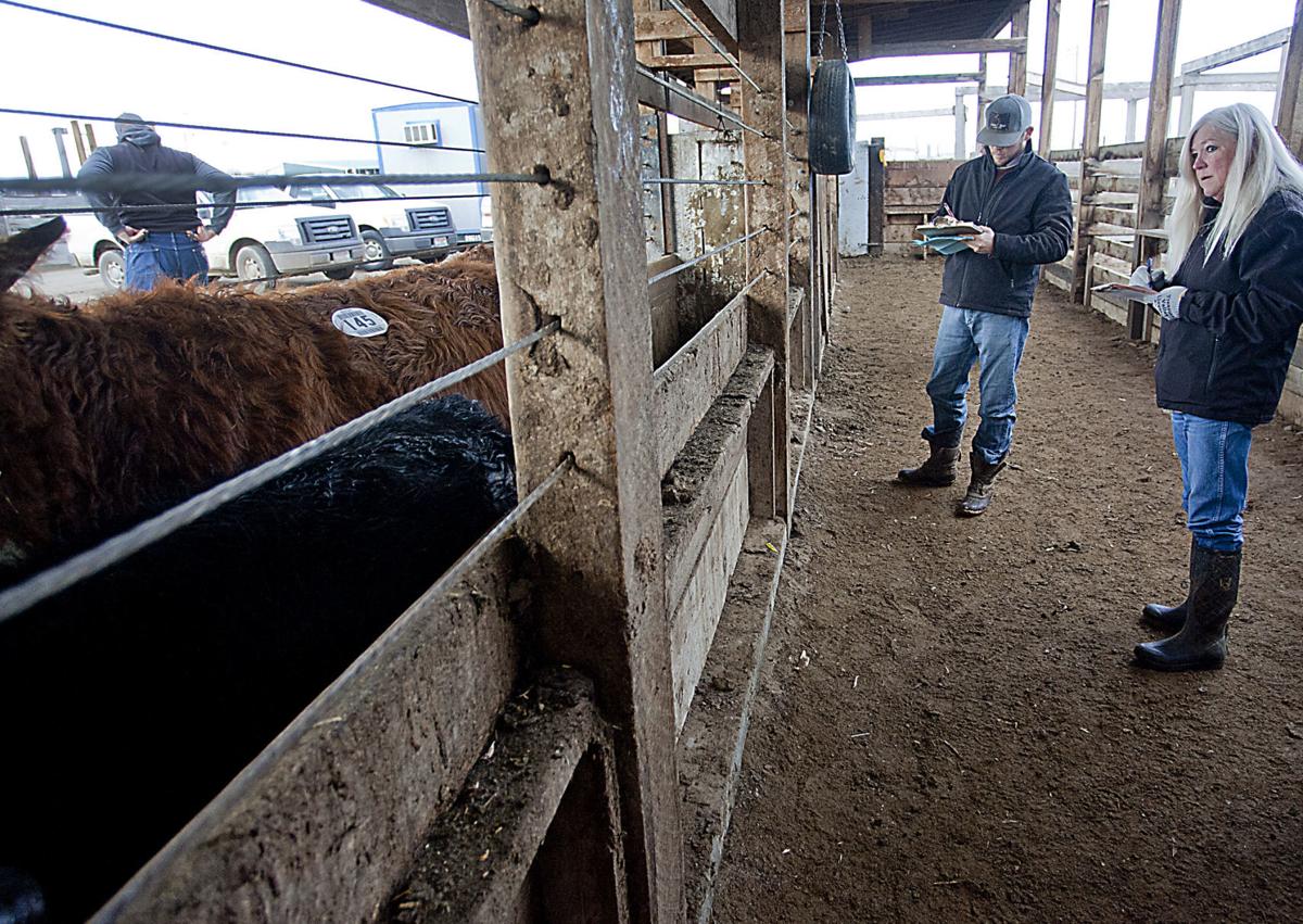 ISP's livestock brand inspectors track millions of cattle yearly ...