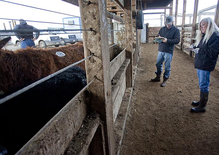 ISP's livestock brand inspectors track millions of cattle yearly ...