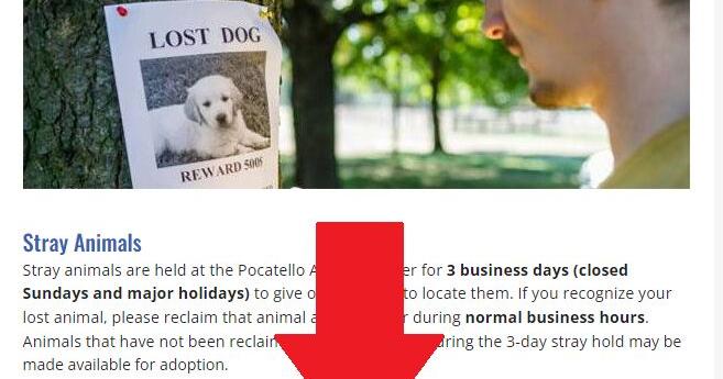 New webpage to help identify stray animals at the Pocatello Animal ...
