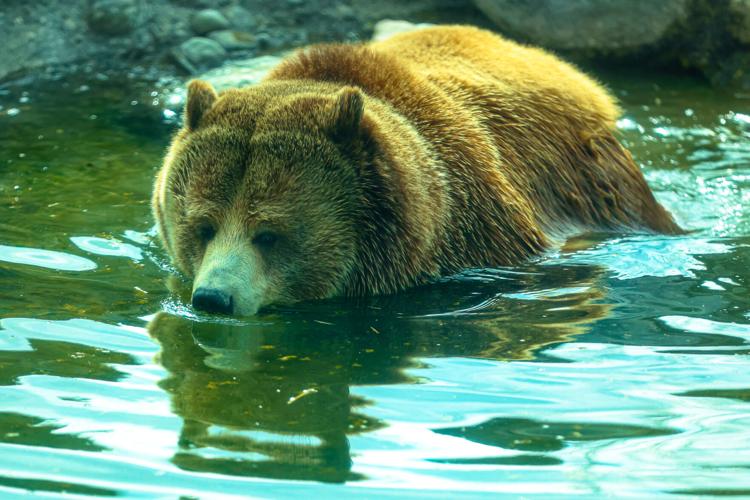 Photos of opening day at Zoo Idaho in Pocatello | Freeaccess ...