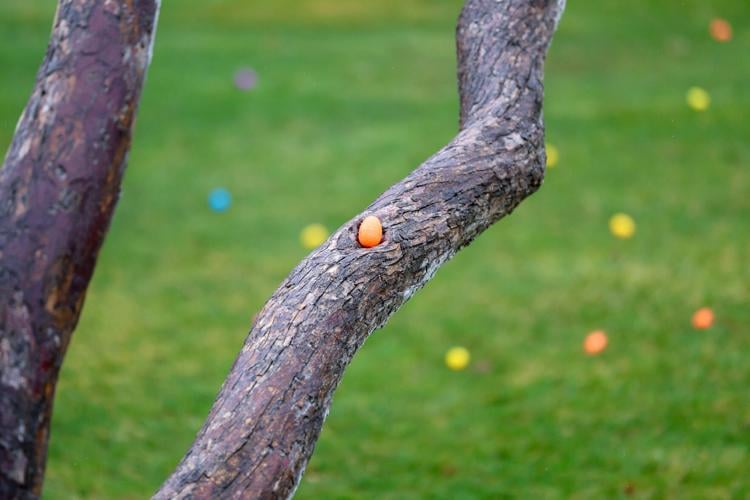 Photos of Kappa Sigma Fraternity Easter egg hunt on Idaho State ...