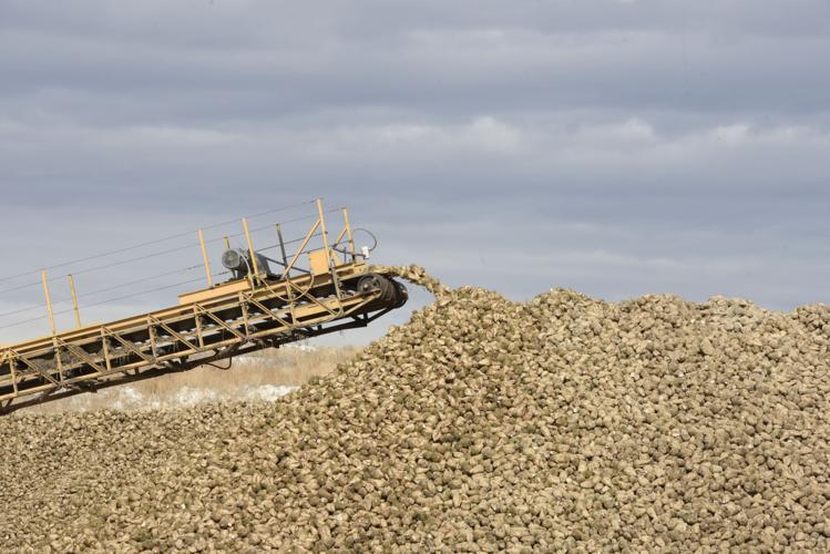 Last year's rough winter means lower sugar yield for sugar beet growers ...