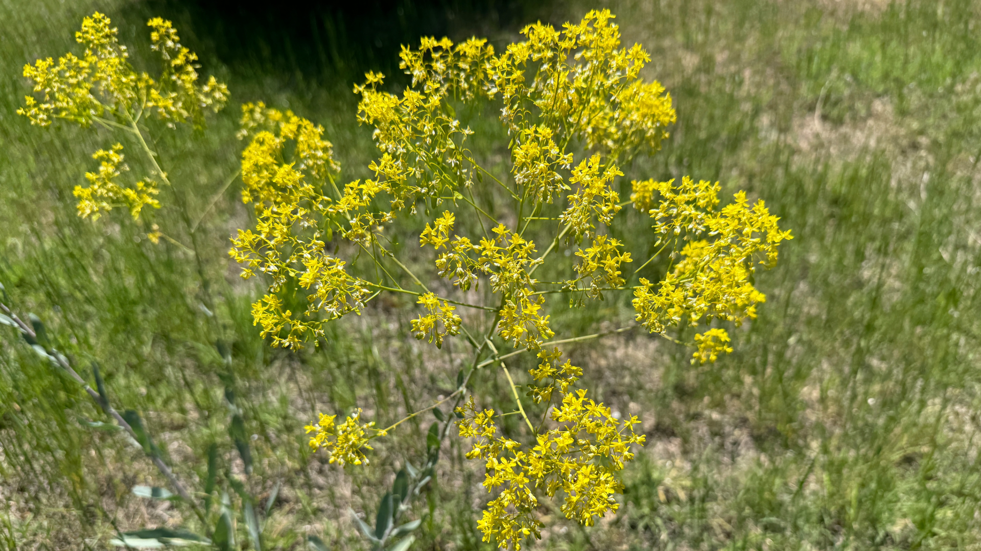 Bannock County offers weed control chemicals to help residents treat ...
