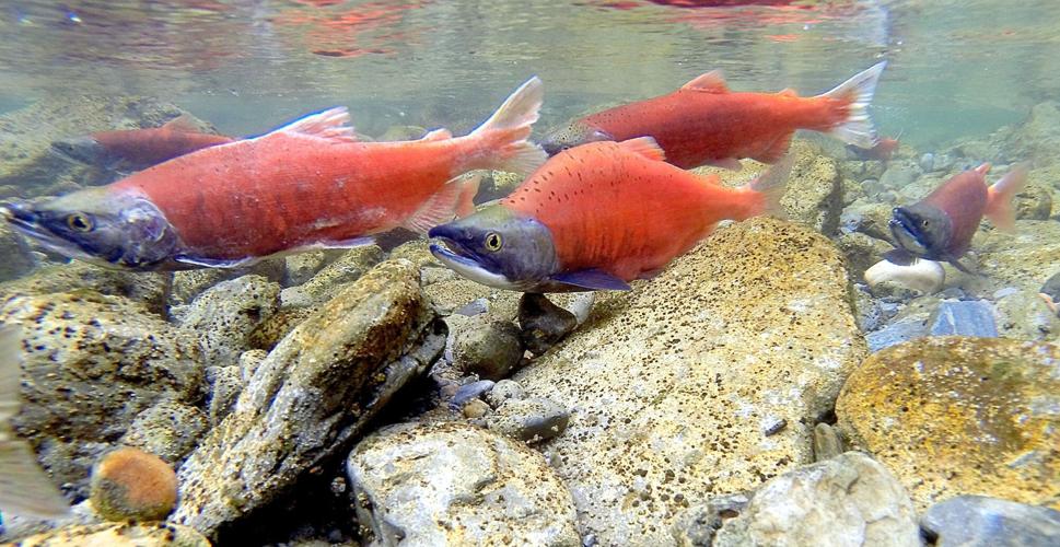 September brings annual Cache County salmon run | Northwest ...