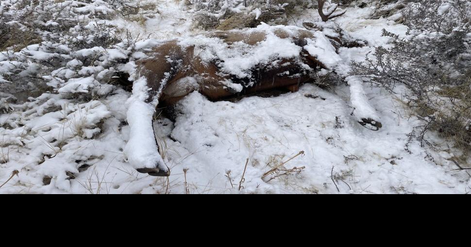 Bull elk killed and left to waste near American Falls | Freeaccess ...