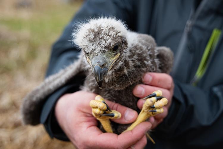 baby eaglets