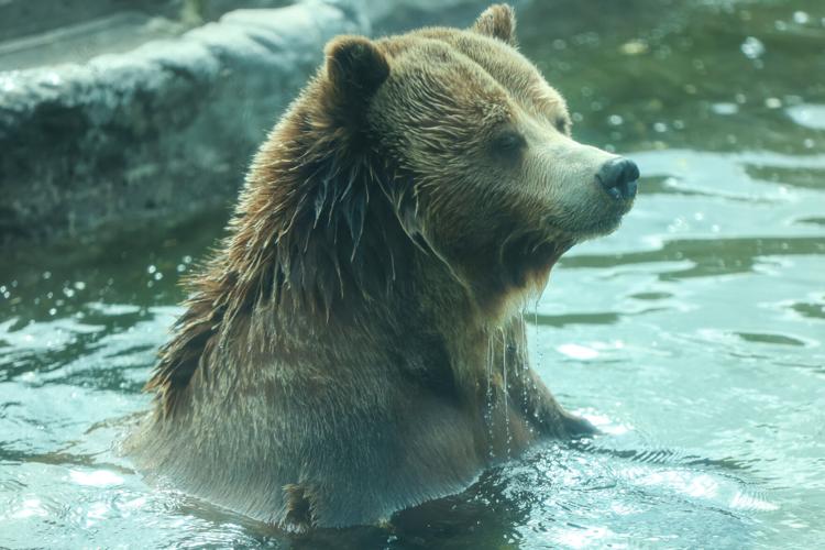 Photos of opening day at Zoo Idaho in Pocatello | Freeaccess ...