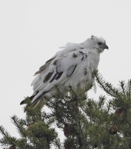 Leucism and melanism in birds | Northwest | idahostatejournal.com