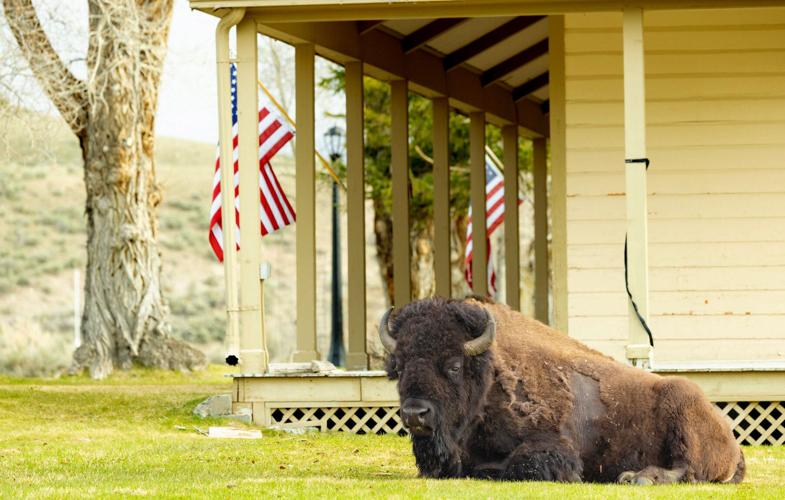 Tribal confab to discuss co-management of Yellowstone bison | Local ...