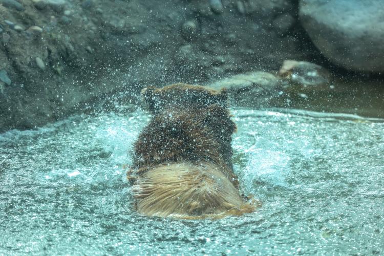 Photos of opening day at Zoo Idaho in Pocatello | Freeaccess ...