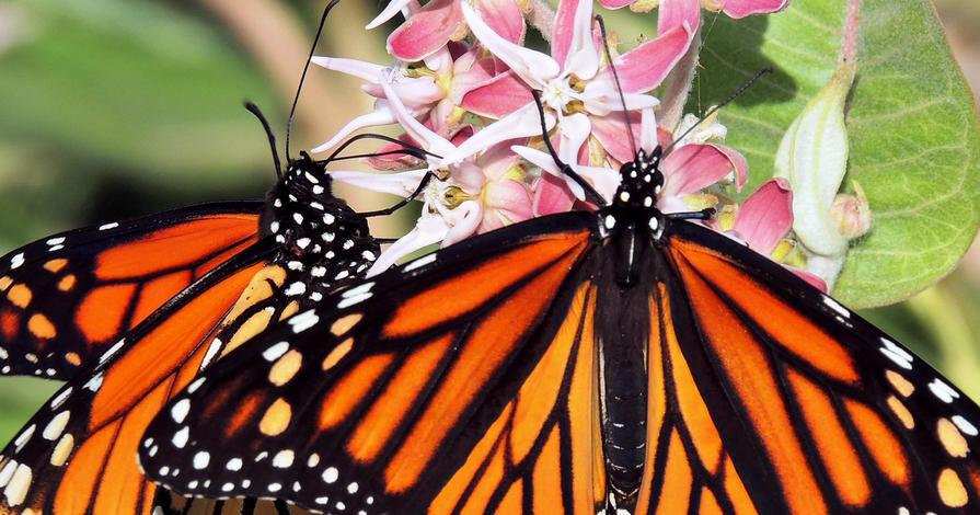 Fish and Game hosting webinar for community scientists to help monitor ...