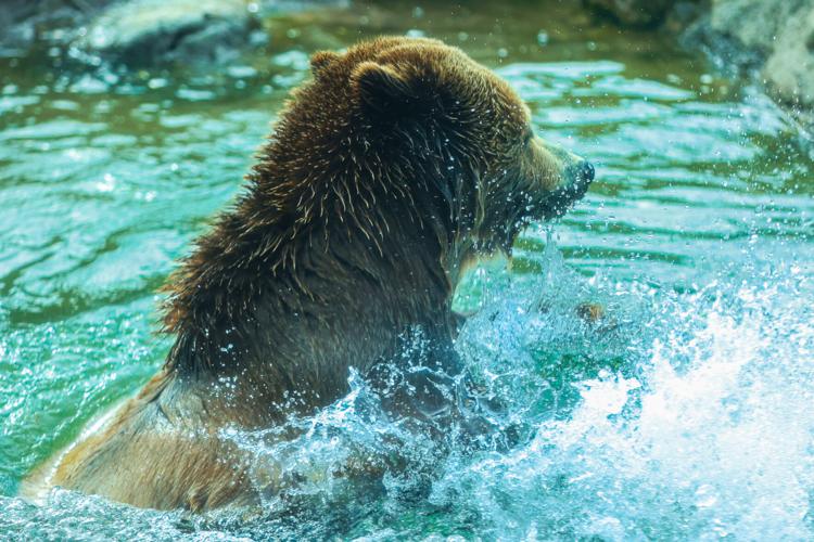 Photos of opening day at Zoo Idaho in Pocatello | Freeaccess ...