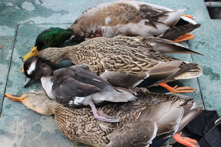 Claycomb: Duck hunting | Northwest | idahostatejournal.com