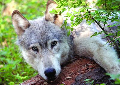 20 wolves killed in northern Idaho to boost elk population | Xtreme ...