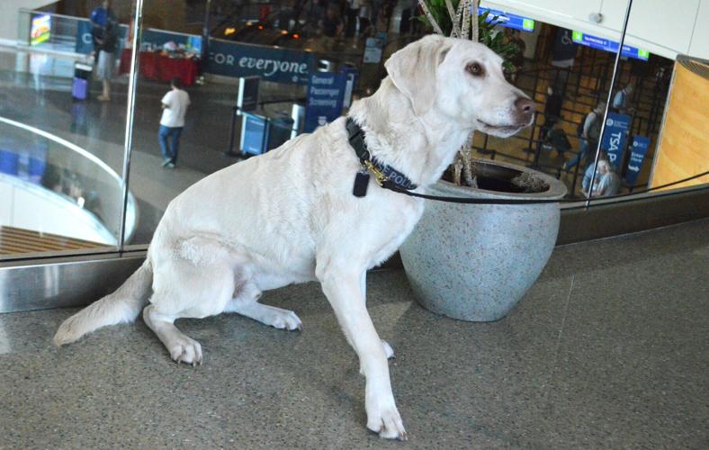 Idaho airport celebrates its working dog Lubo | Local ...