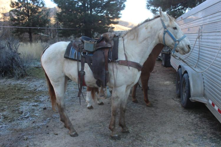 Claycomb: Where elk don’t go… Shawn does | Northwest ...