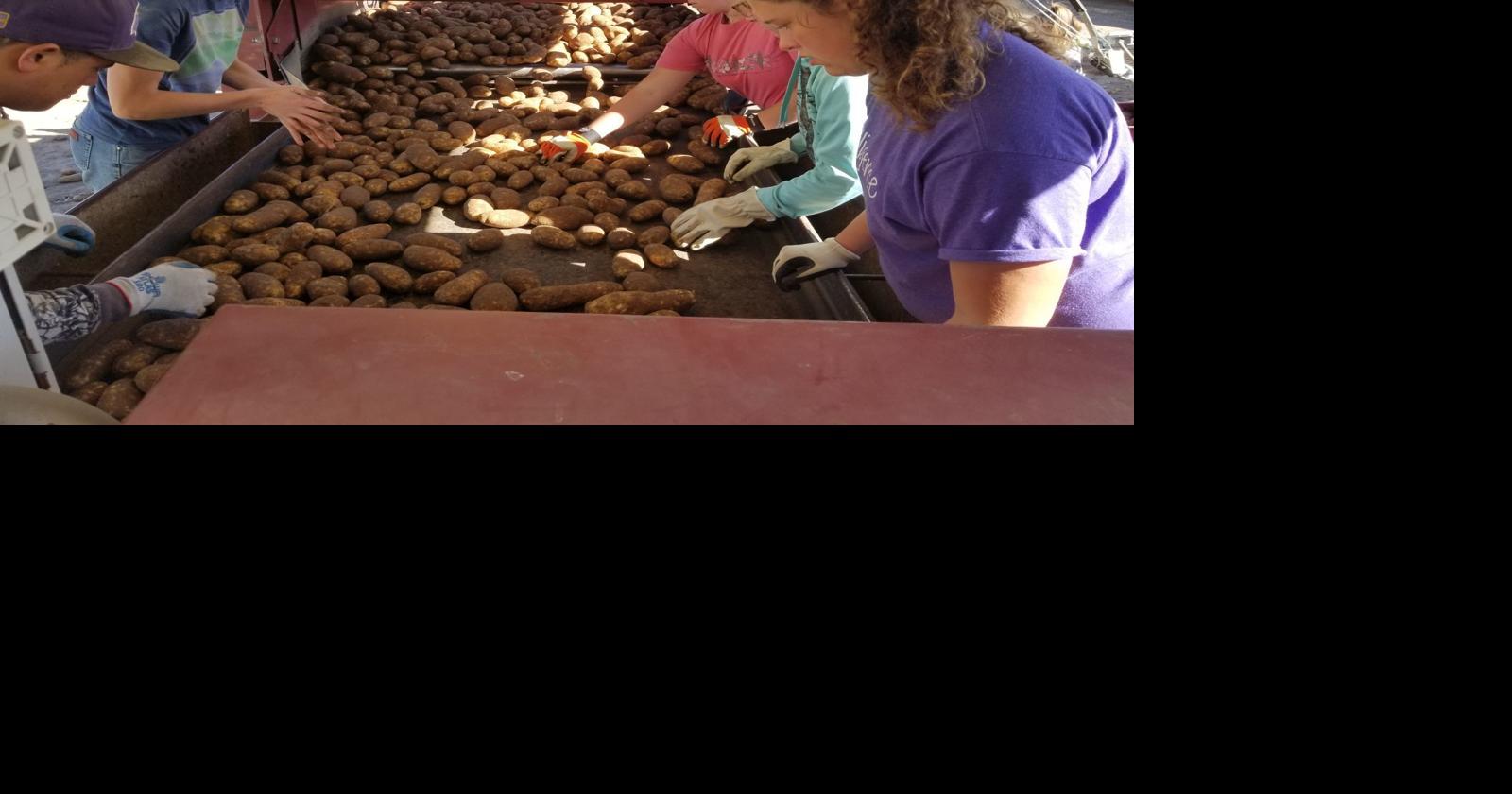 East Idaho farmers report smoke may be factor in spud harvest | Local ...