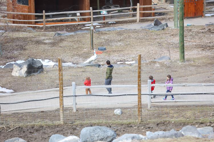 Photos of opening day at Zoo Idaho in Pocatello | Freeaccess ...