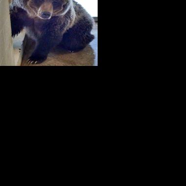Grizzly bear at Pocatello Zoo named 'Shoni' | Local | idahostatejournal.com
