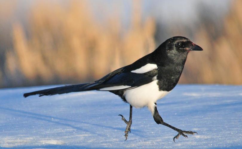 The magpie-coyote connection | Northwest | idahostatejournal.com