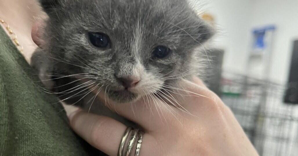 Snake River Animal Shelter receives $30,000 grant for rescue van ...
