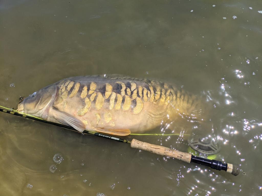 how to cook mirror carp