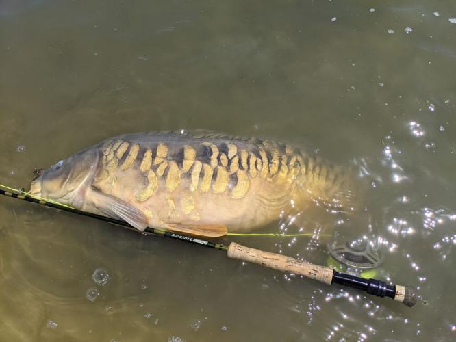 Outdoors: Spring carp fishing | Commentary | idahostatejournal.com