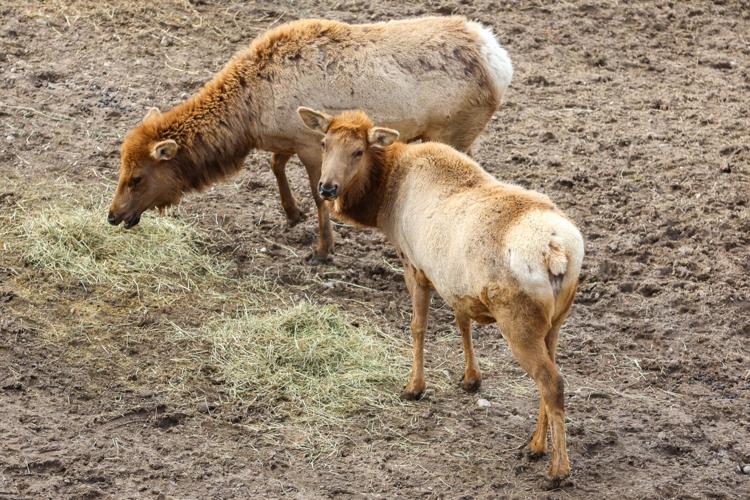 Photos of opening day at Zoo Idaho in Pocatello | Freeaccess ...