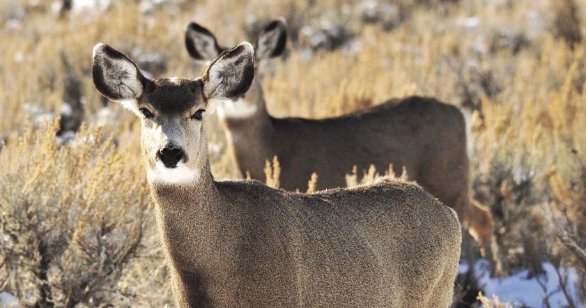 Fish and Game officer kills dog that had mauled fawn to death, chased ...
