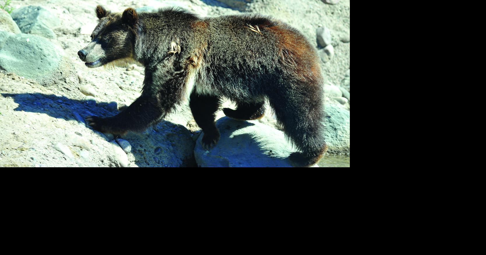 New grizzly at Pocatello Zoo knows her place | Members ...