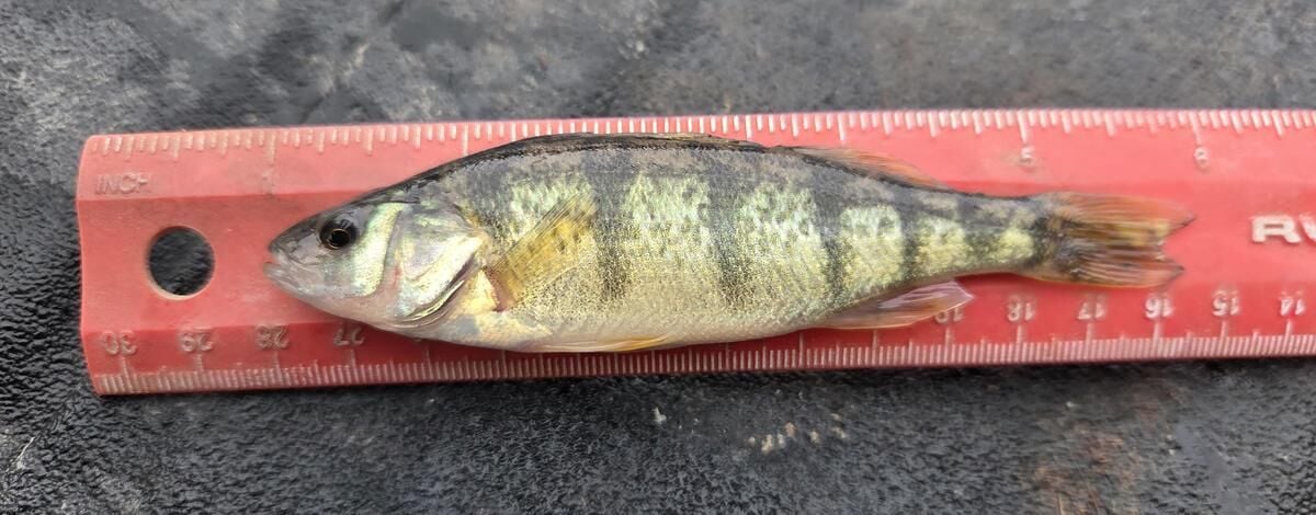 Illegally introduced yellow perch caught in Island Park Reservoir ...