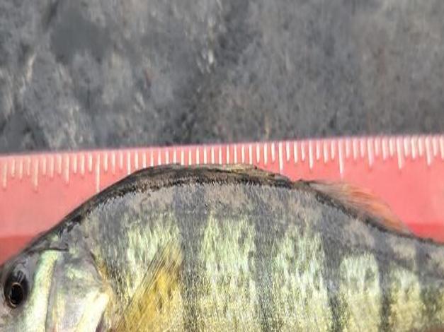yellow perch