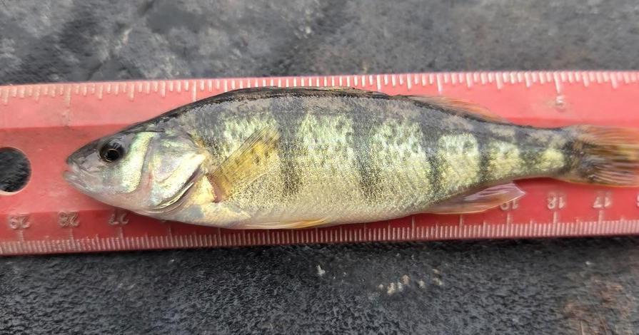yellow perch size