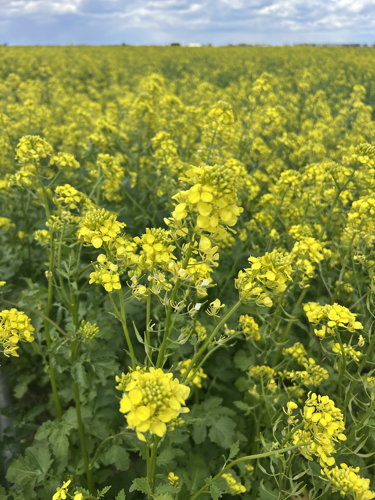 UI Extension researcher to study early seeding, optimizing nutrient and ...