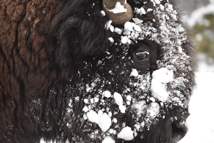 Stop the Yellowstone bison slaughter | Columns | idahostatejournal.com
